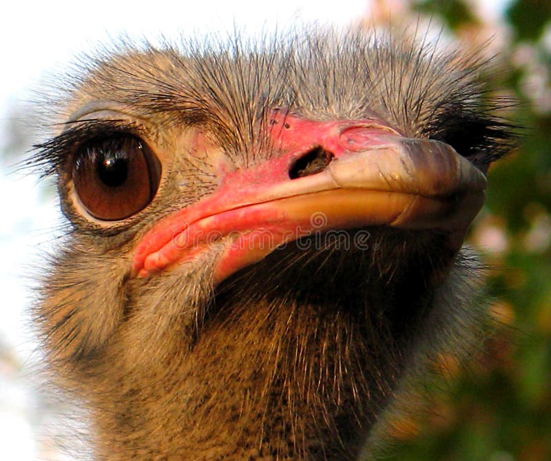 Common Ostrich (Struthio Camelus) Stock Photo - Image of ratites ...