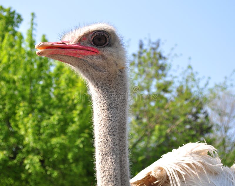 Common Ostrich (Struthio Camelus) Stock Image - Image of long ...