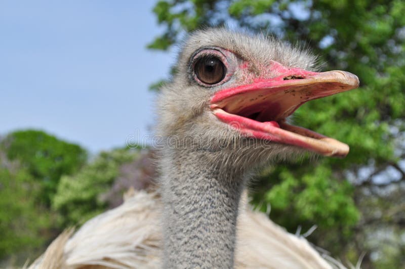 Common Ostrich (Struthio Camelus) Stock Photo - Image of struthio ...