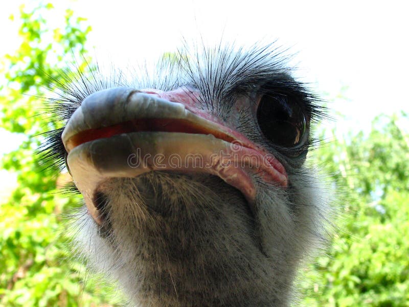 Common Ostrich (Struthio Camelus) Stock Image - Image of ratites ...