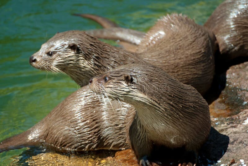 Common otters stock image. Image of lutra, rest, animals - 27612297