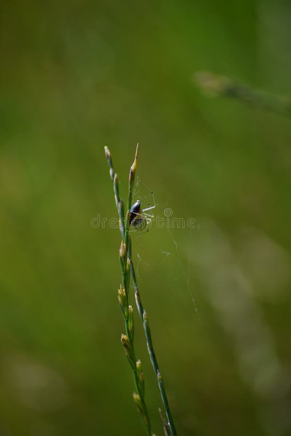 Common Oval spider stock image. Image of prey, ovata - 223301641