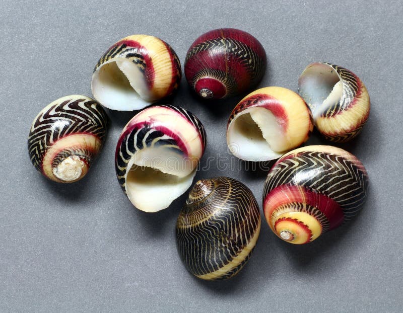 105 Nerite Stock Photos - Free & Royalty-Free Stock Photos from Dreamstime