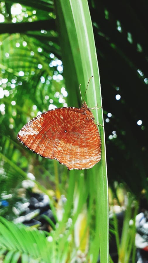 A Common Palmfly Butterfly Standing Vertically on a Leaf Stock Photo ...