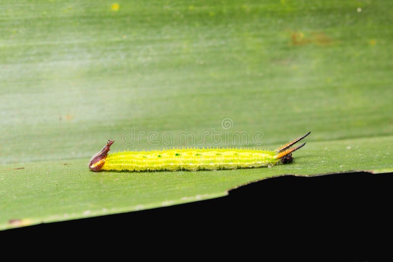 Common Palmfly Elymnias Hypermnestra Caterpillar Stock Photo - Image of ...