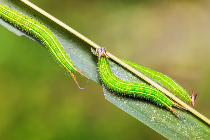 Common Palmfly Elymnias Hypermnestra Caterpillars Stock Photo - Image ...