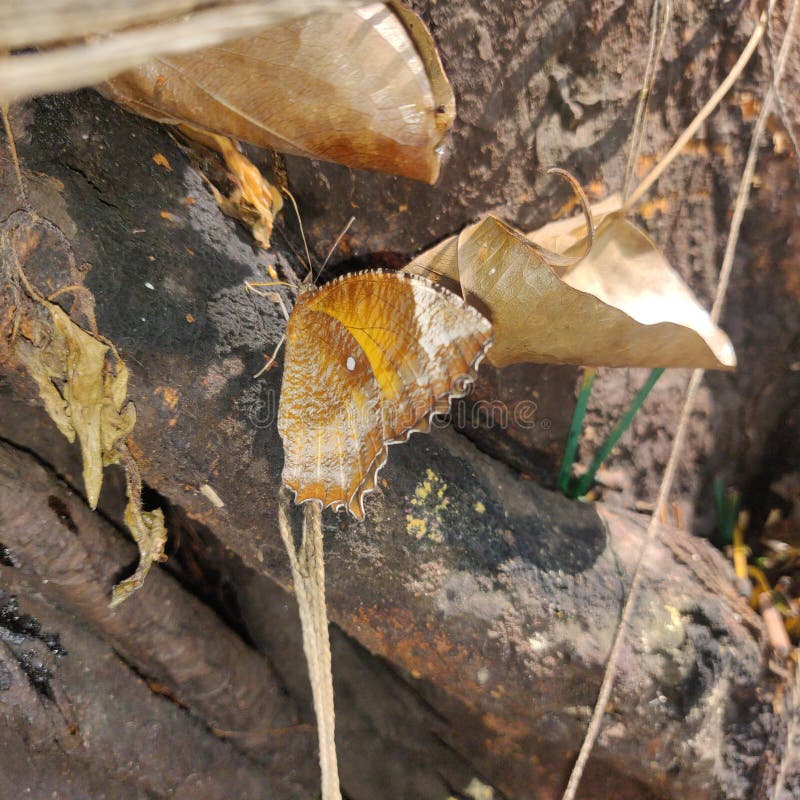 Common palmfly, Mumbai. stock image. Image of autumn - 202880199