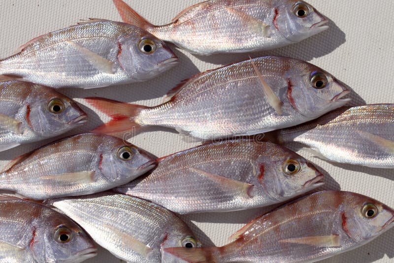 Common Pandora Fish Pagellus Erythrinus Stock Image - Image of ...