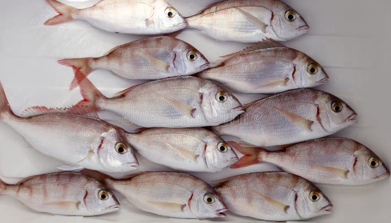 Common Pandora Fish Pagellus Erythrinus Stock Image - Image of fresh ...