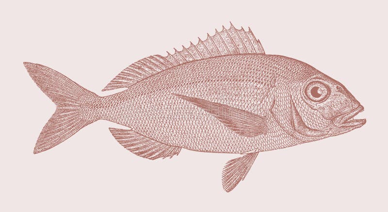 Common Pandora Fish Stock Illustrations – 4 Common Pandora Fish Stock ...