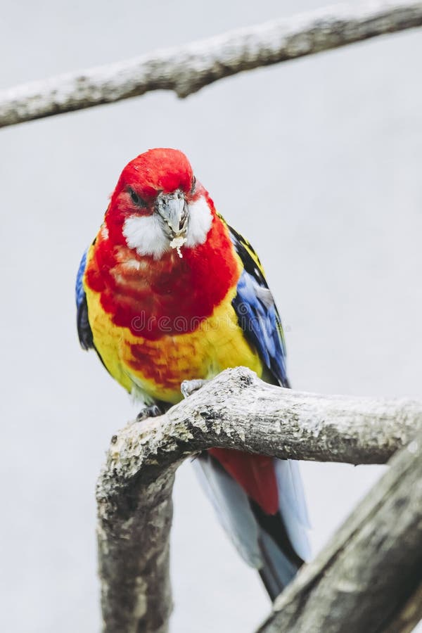 Common Parakeet Perched on a Branch Stock Photo - Image of vegetarian ...