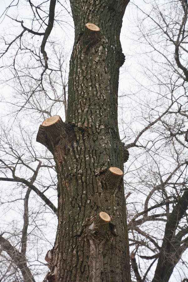 Common Park Tree Pruning Mistake. Cutting Tree Branches Stock Image ...