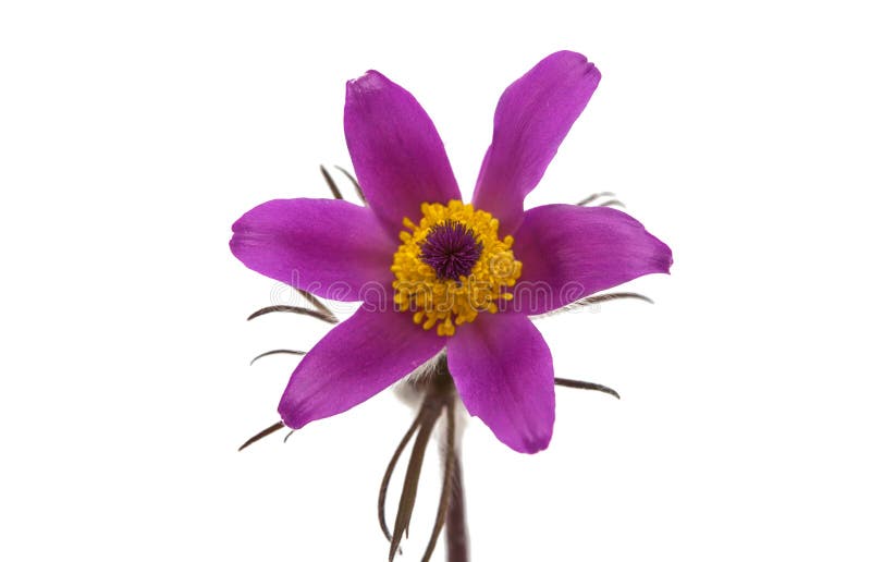 Common pasque flower stock photo. Image of fresh, flower - 68193392