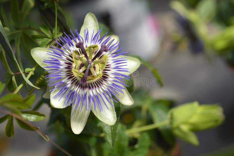 Common passion flower stock photo. Image of plant, outdoors - 269752610