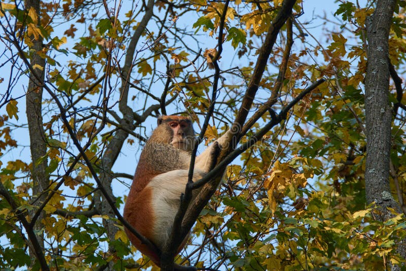 The Common Patas Monkey (Erythrocebus Patas), the Wadi Monkey or Hussar ...