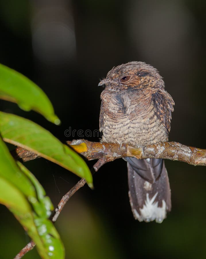 Common Pauraque stock photo. Image of fauna, nightbird - 26962852