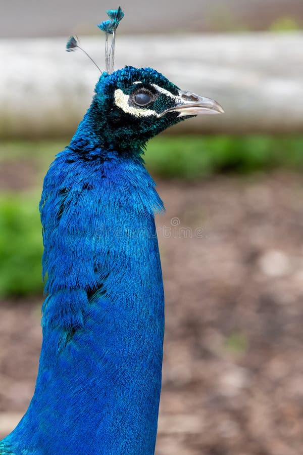 Common Peacock Pavo Cristatus Stock Photo - Image of colour, domestic ...