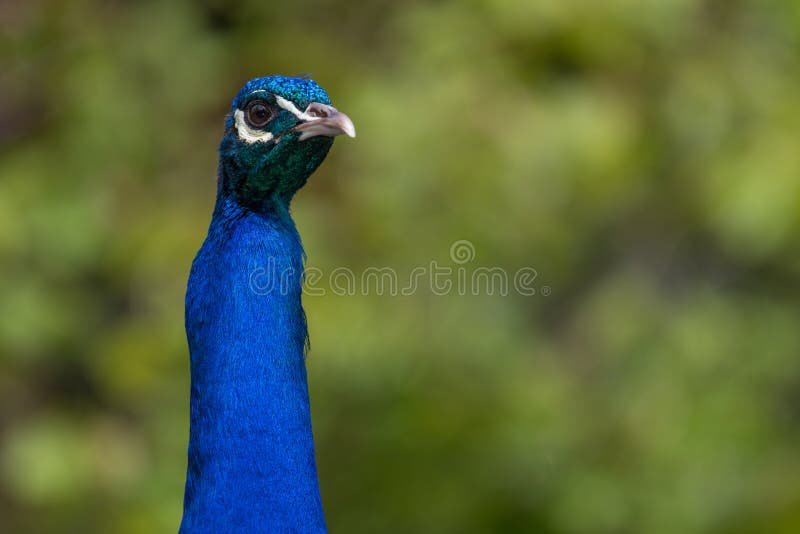 Common Peacock Pavo Cristatus Stock Image - Image of beauty, cristatus ...