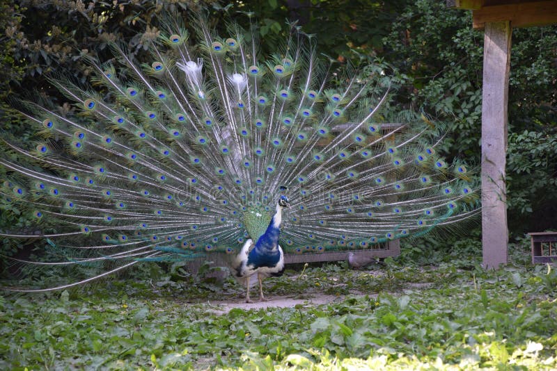 Common Peacock (Pavo Cristatus) with Open Tail in a Park Stock Image ...