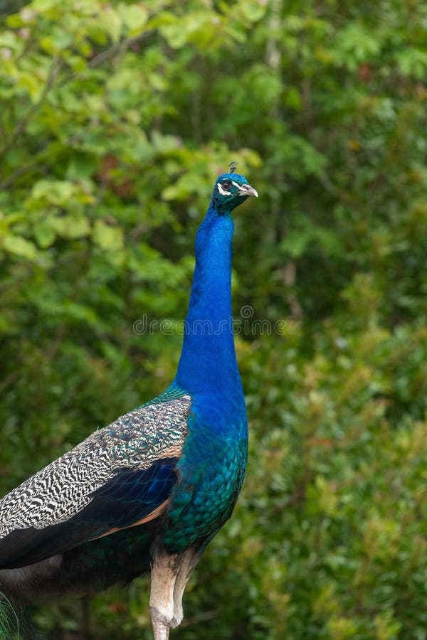 Common Peacock Pavo Cristatus Stock Photo - Image of ornithology ...
