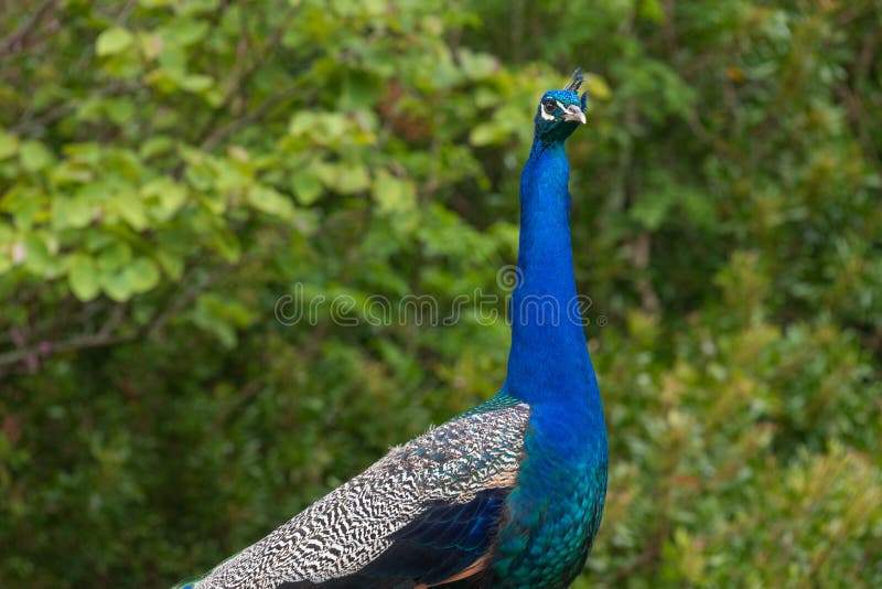 Common Peacock Pavo Cristatus Stock Photo - Image of closeup, domestic ...