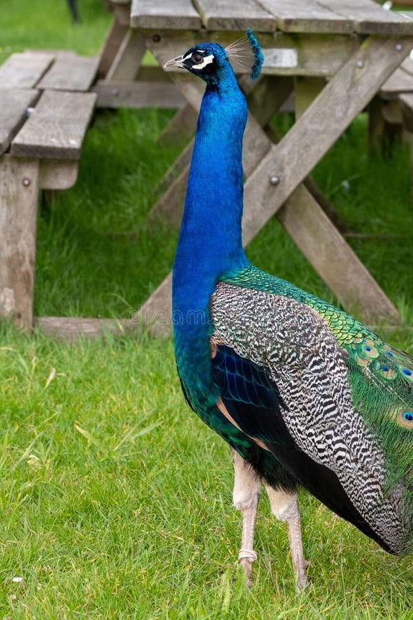 Common Peacock Pavo Cristatus Stock Photo - Image of ornamental, exotic ...