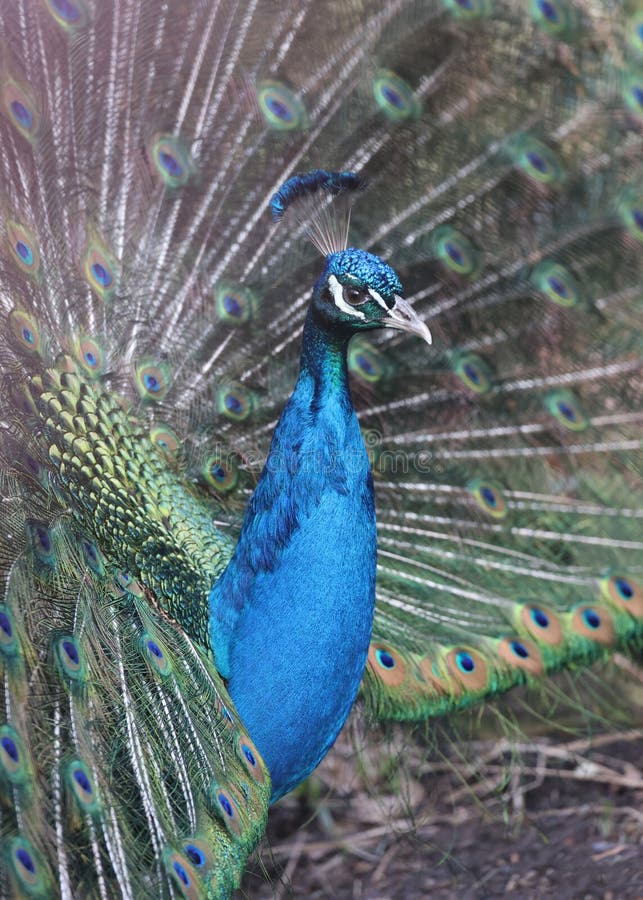 Common Peacock - Portrait View Stock Photo - Image of feathers ...
