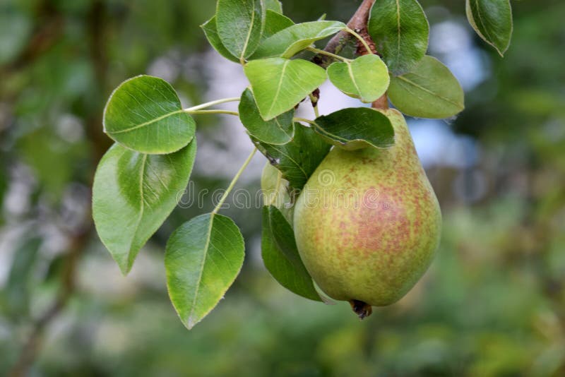 Common Pear 01 stock image. Image of botanical, nature - 203620429