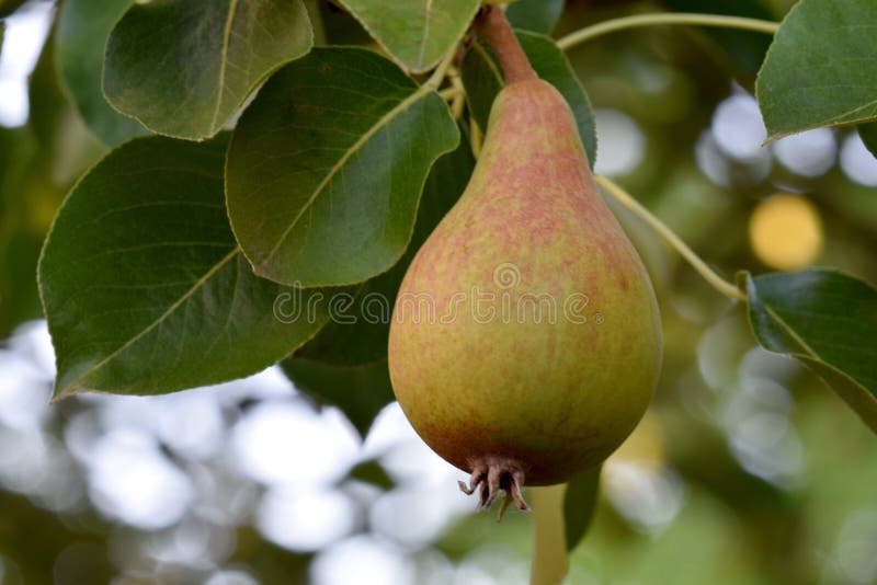 Common Pear 07 stock photo. Image of botanical, balance - 203620460