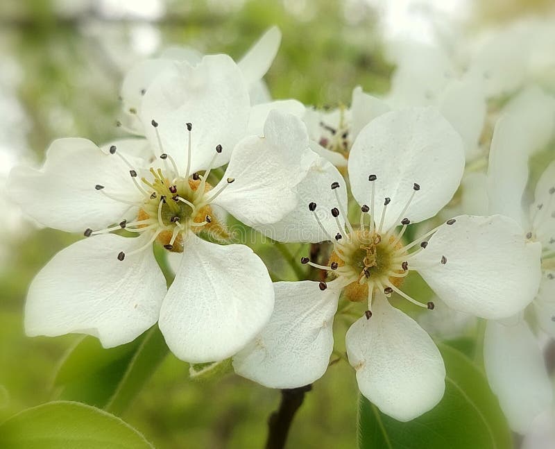 Common Pear (Pyrus Communis) Stock Image - Image of communis, flowers ...
