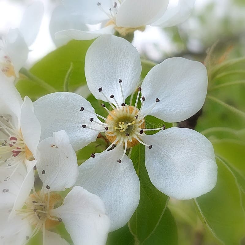 Common Pear (Pyrus Communis) Stock Image - Image of blooming, blooms ...