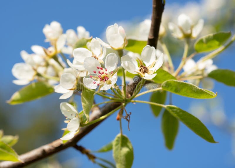 Common Pear, Pyrus Domestica Stock Image - Image of awakening, spring ...
