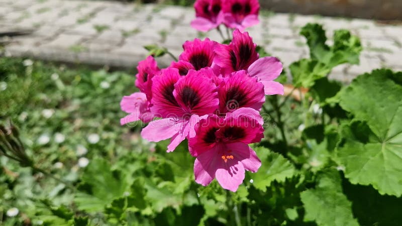 Common Pelargonium Colored Geranium Flower Stock Video - Video of ...