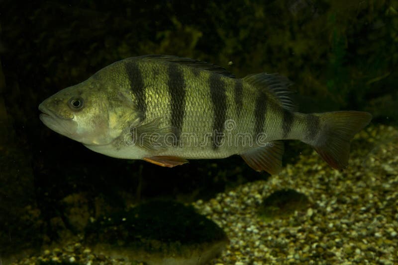 The Common Perch Perca Fluviatilis. Stock Image - Image of bigscaled ...
