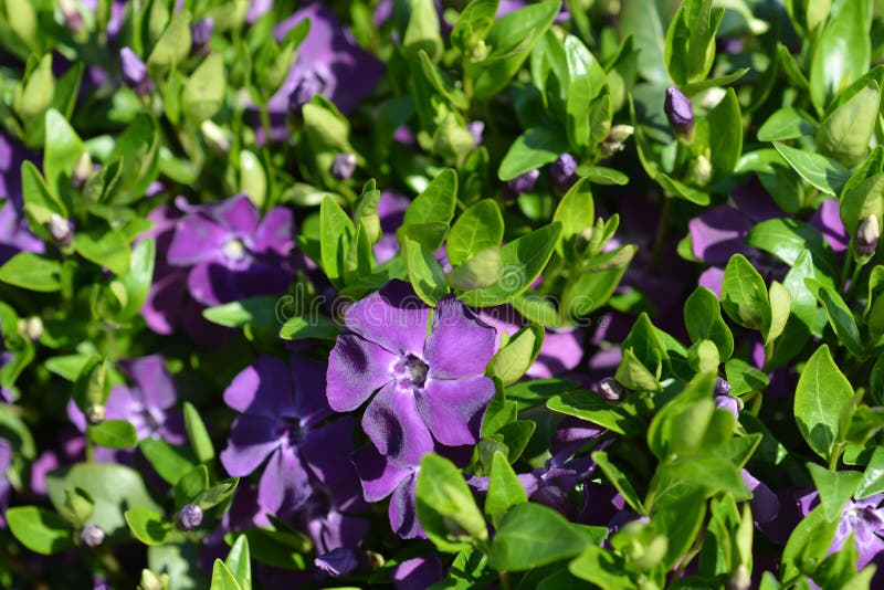 Common periwinkle stock image. Image of common, spring - 120030801