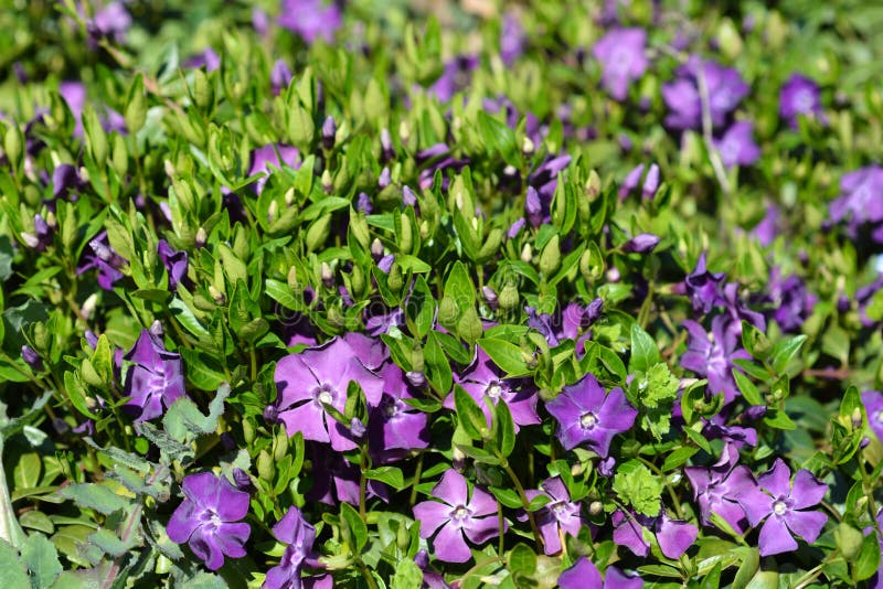 Common Periwinkle Ground Cover on Forested Hillside Stock Photo - Image ...