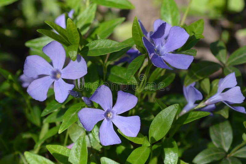 Common periwinkle stock image. Image of plant, myrtle - 121130477