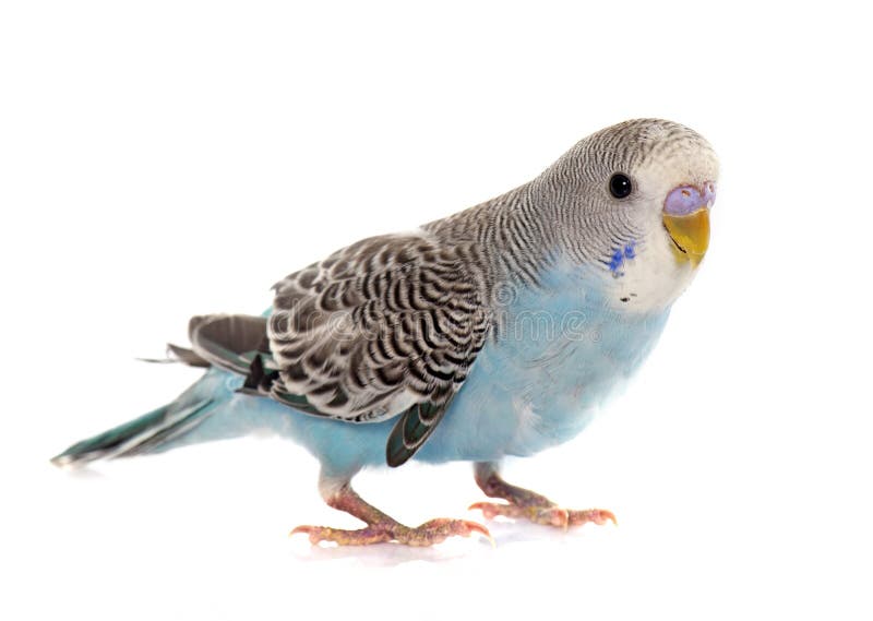 Common pet parakeet stock photo. Image of cage, isolated - 62391256
