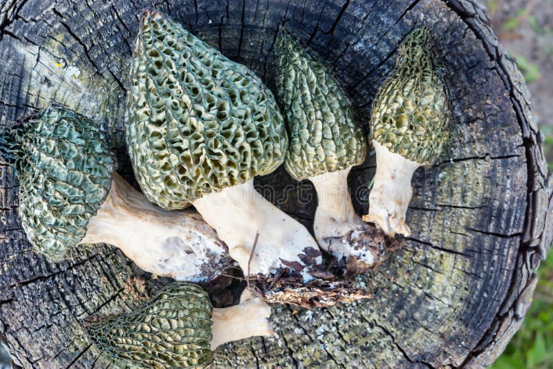 Common Phallus Impudicus on Tree Stock Image - Image of texture ...