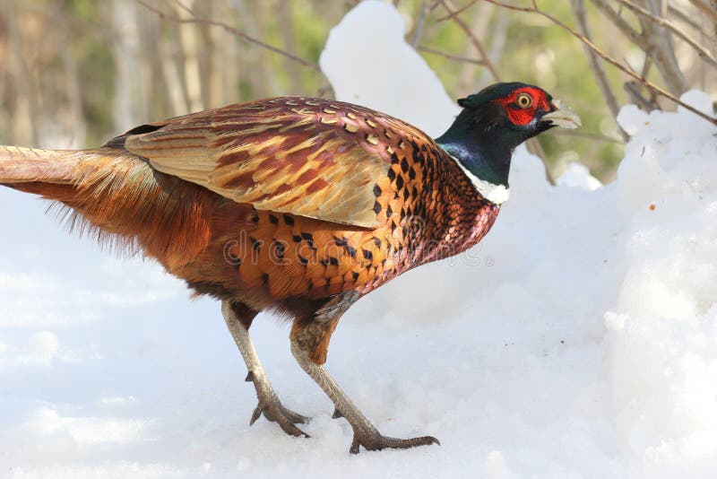 Male Pheasant in the snow. stock photo. Image of snow - 13030122