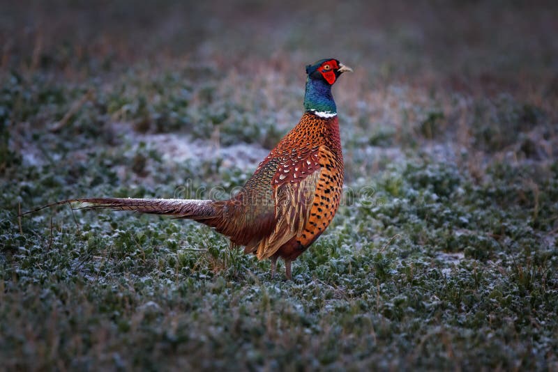 The Common Pheasant is a Bird in the Pheasant Family Phasianidae Stock ...