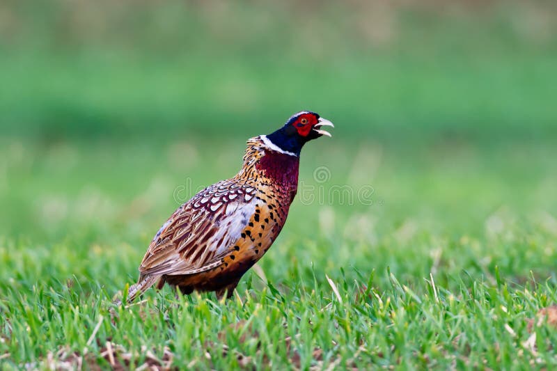 Common Pheasant Calling Out Stock Photo - Image of season, wildlife ...