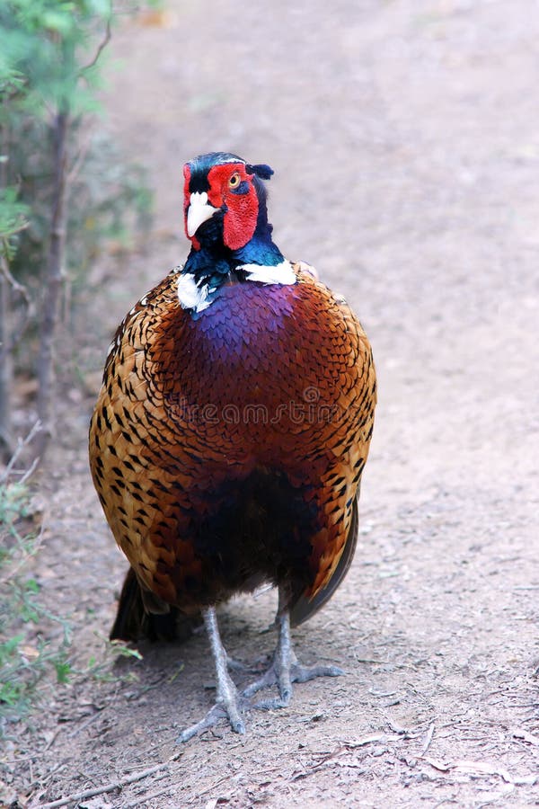 Common Pheasant stock photo. Image of pheasants, animals - 42120872
