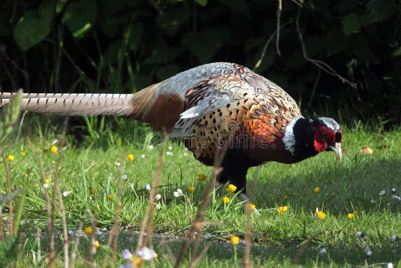 Pheasant feeding on seeds stock photo. Image of bird, feeding - 4821564