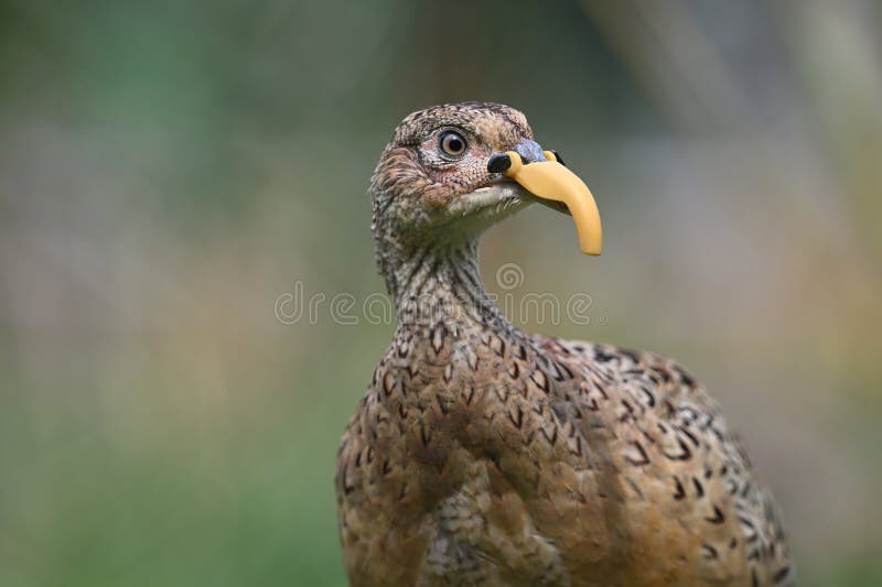 Common Pheasant Female Animals Birds Domestic Stock Image - Image of ...