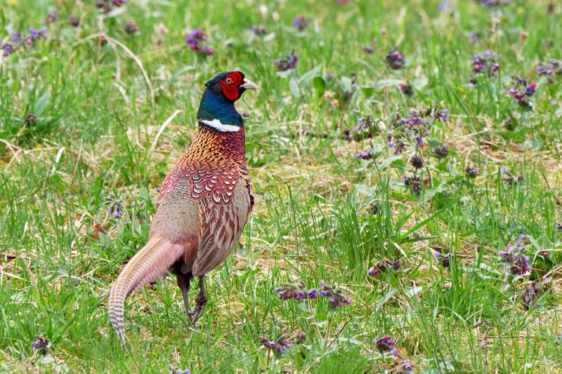 Common Pheasant Male in Natural Habitat Stock Image - Image of ...