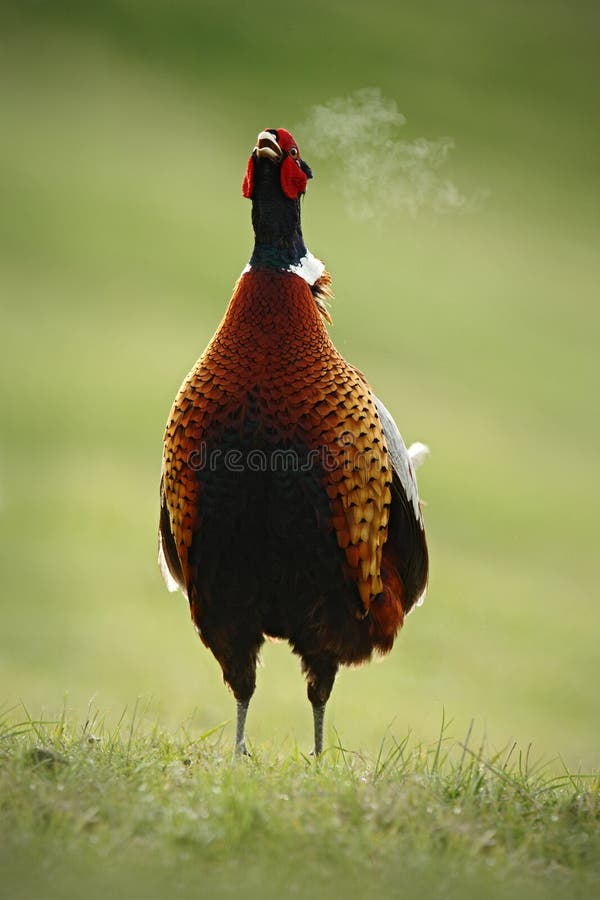 Common Pheasant on the Meadow with Open Beak and the Steam Stock Image ...