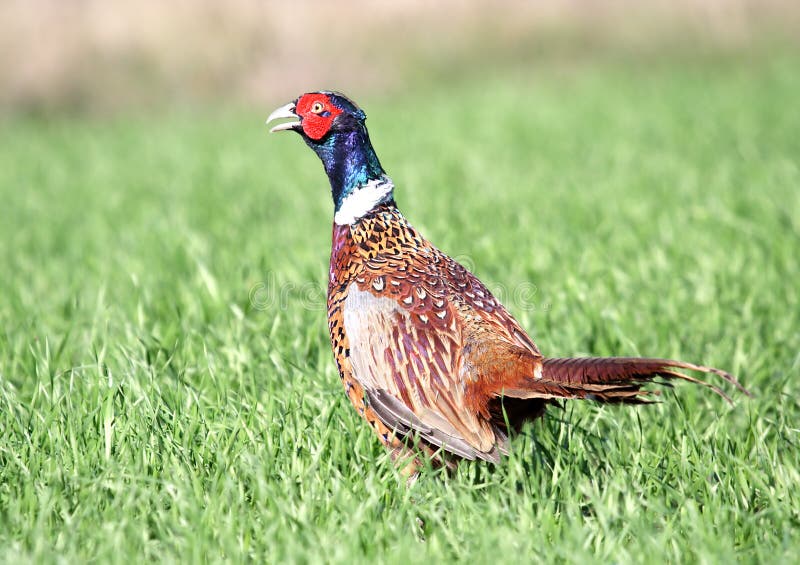 Pheasant in the Scottish Highlands Stock Image - Image of wild ...