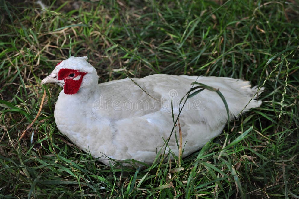 Common Pheasant (Phasianus Colchicus) Stock Photo - Image of georgia ...