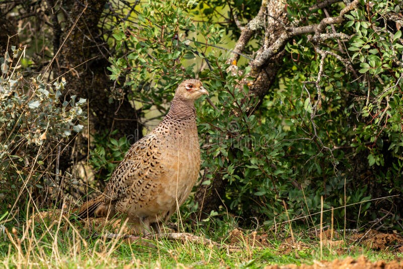 Common Pheasant - Phasianus Colchicus, Beautiful Colored Bird Stock ...